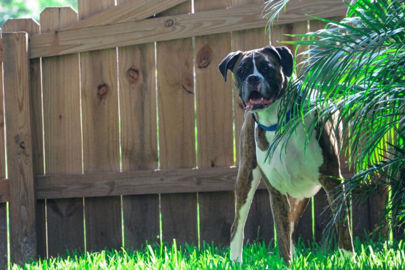 Large Dog Fencing in Seattle: The Top 7 Picks for Your Furry Friend ...