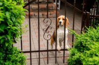 How to Ensure Your Fence is Pet-Friendly: An Installation Guide